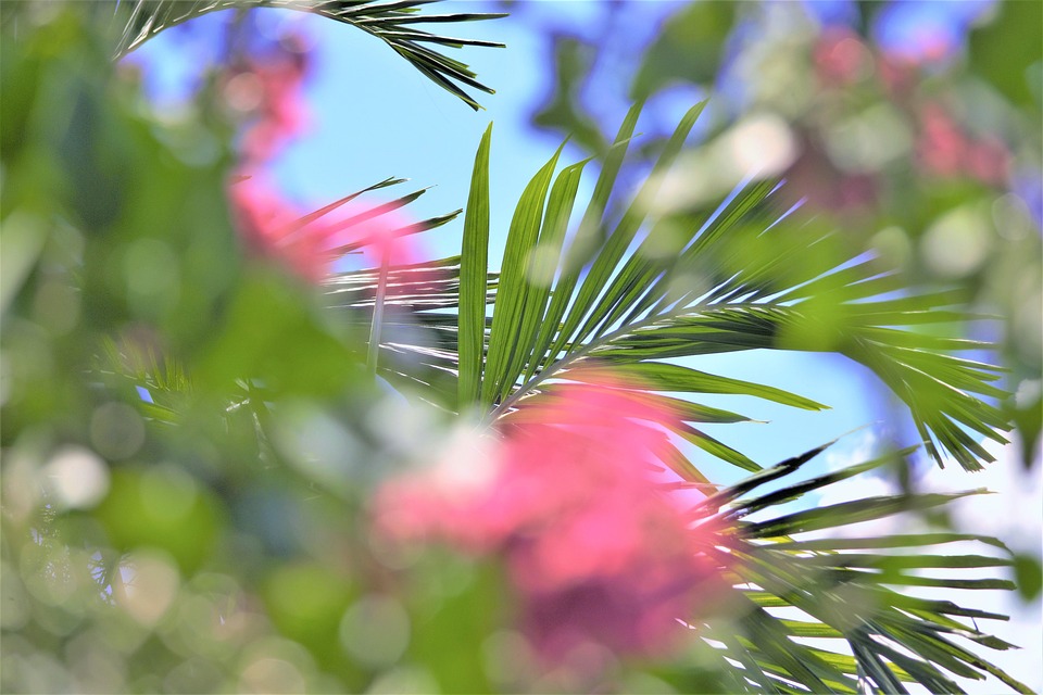 Floral Scene Palm Frond - Free photo on Pixabay
