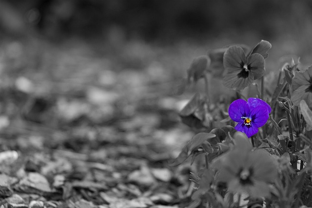 Flowers In The Sand Spring Flower - Free photo on Pixabay - Pixabay