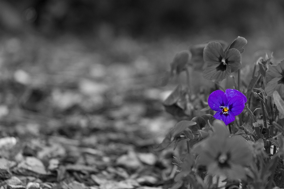 Flowers In The Sand Spring Flower - Free photo on Pixabay - Pixabay