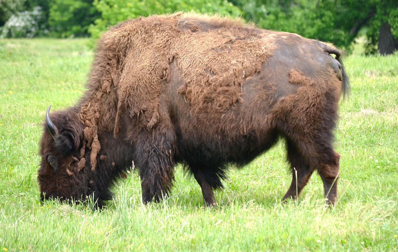 9,000+ Free American Buffalo & Bison Images - Pixabay