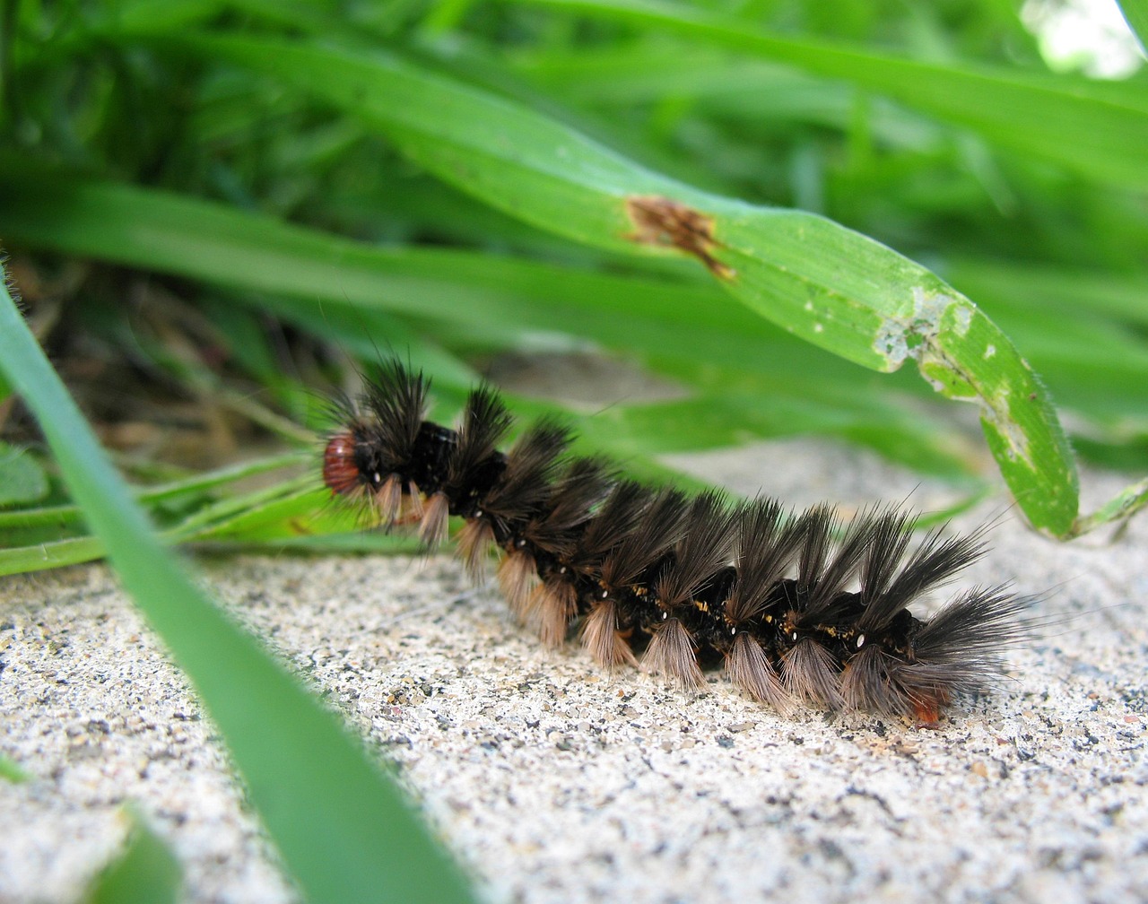 Oruga Insectos Metamorfosis - Foto gratis en Pixabay - Pixabay