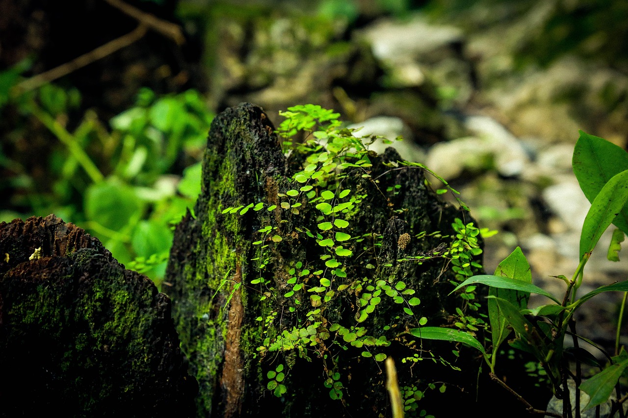 20,000+ Free Small Rocks & Nature Images - Pixabay