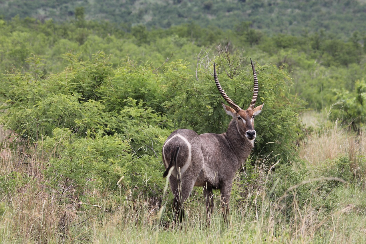 Waterbuck Deer Target - Free photo on Pixabay - Pixabay