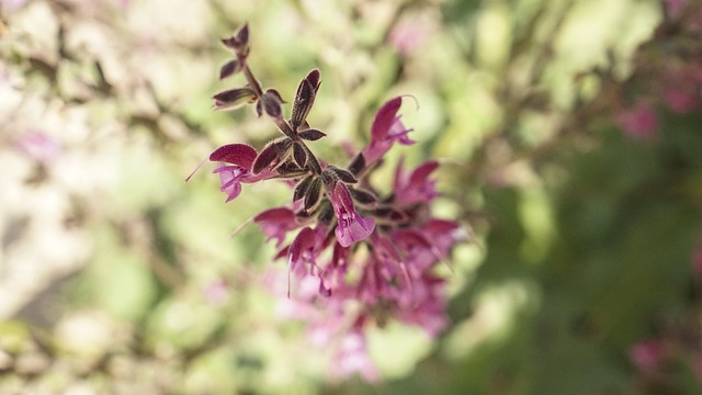 Fleurs En Plein Air Prairie - Photo gratuite sur Pixabay - Pixabay