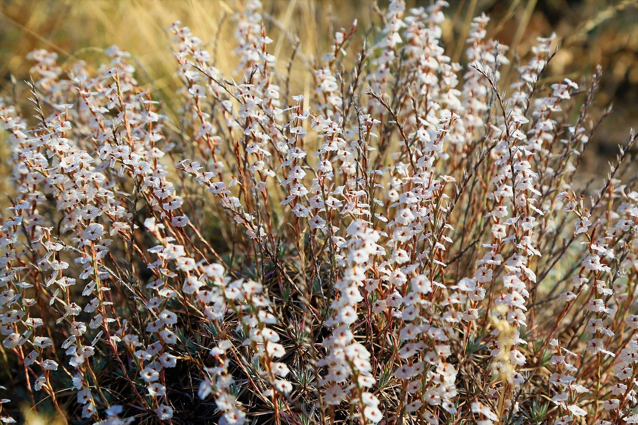 Fleurs Herbes La Nature - Photo gratuite sur Pixabay - Pixabay