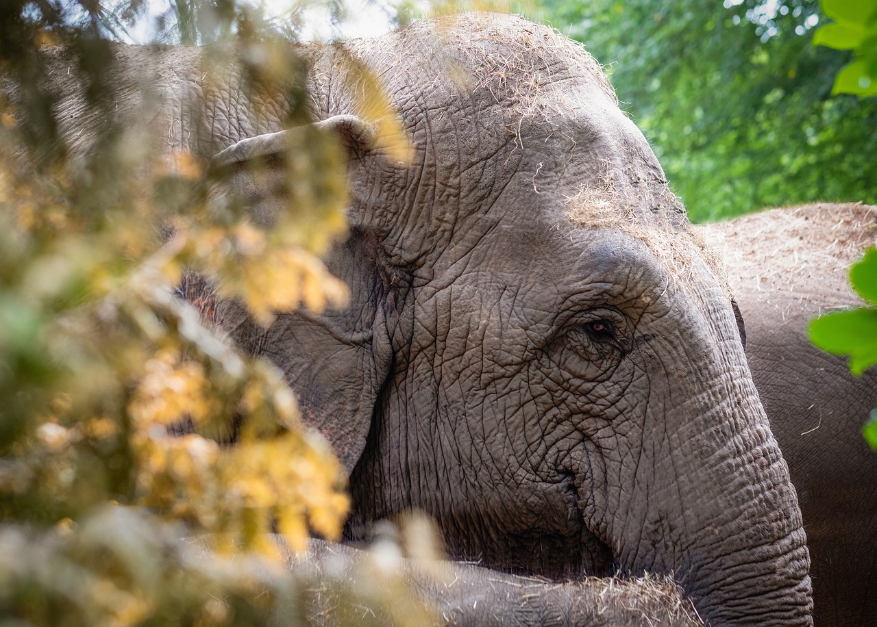 50,000+ Free Profile Animal & Nature Images - Pixabay