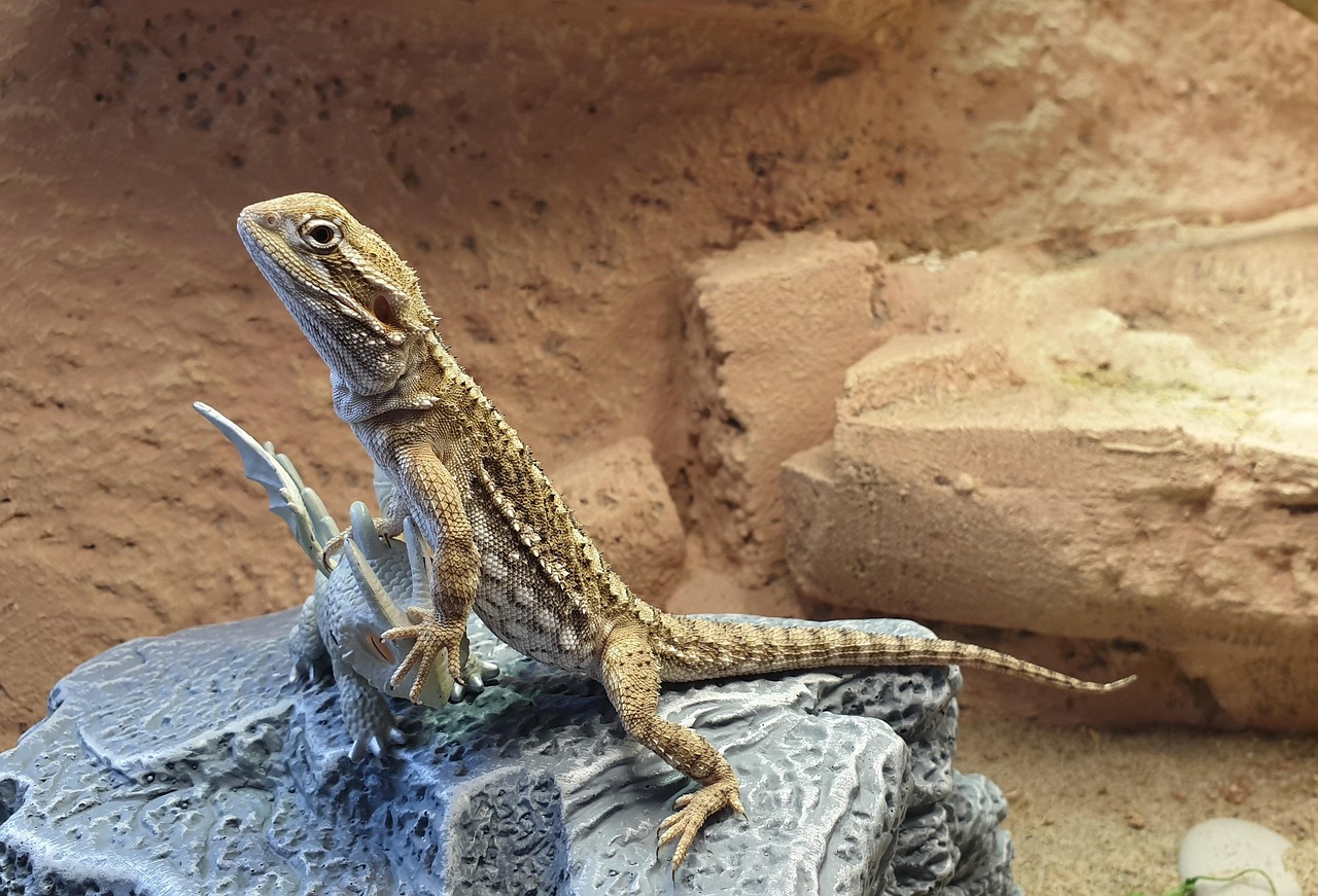 Lézard Skäggagam Animaux De - Photo gratuite sur Pixabay - Pixabay