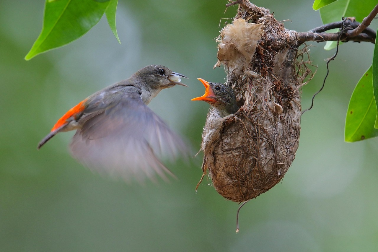 Bird Child Care Birds - Free photo on Pixabay - Pixabay