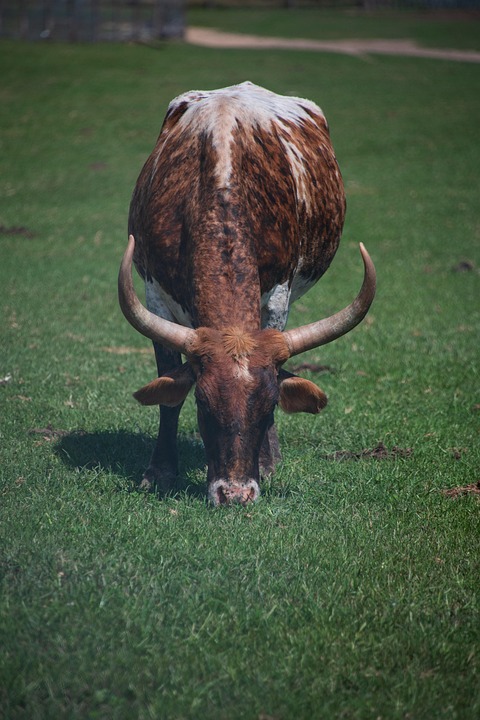 Cow Zoo Horns - Free photo on Pixabay - Pixabay