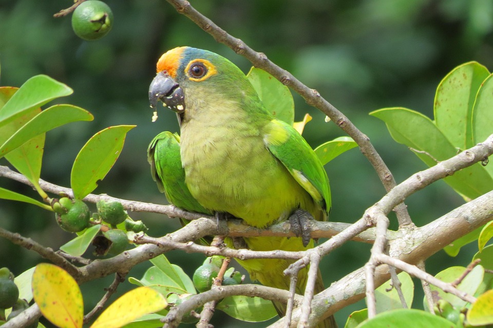Maritaca Bird Cocota - Free photo on Pixabay - Pixabay