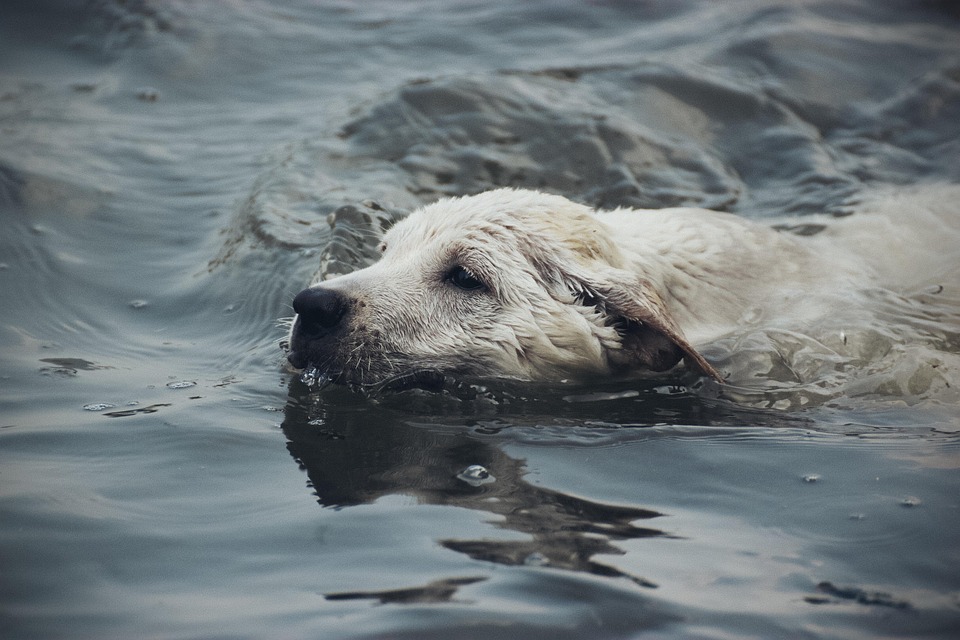 Water Dog Swim - Free photo on Pixabay - Pixabay