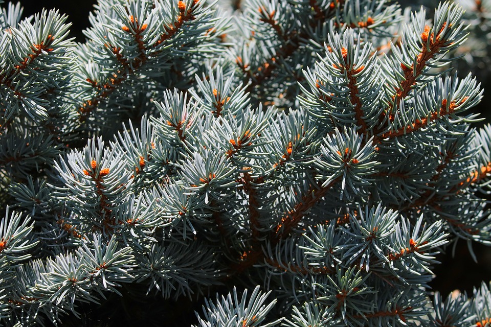 Blue Fir Noble Conifer - Free photo on Pixabay - Pixabay