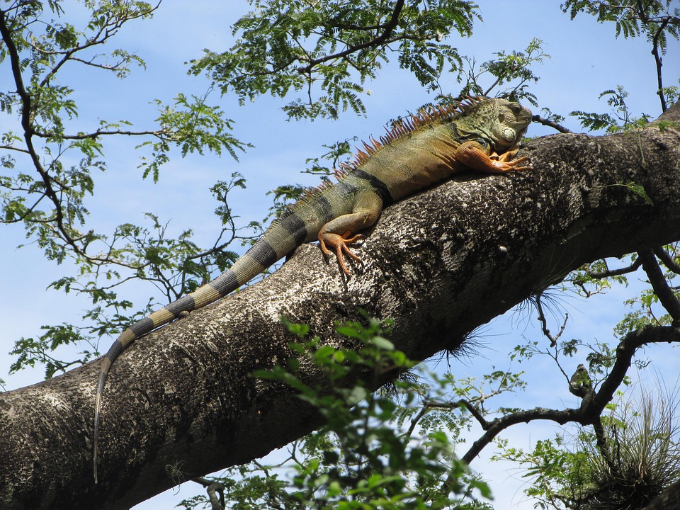 Iguana Animal Fauna - Free photo on Pixabay