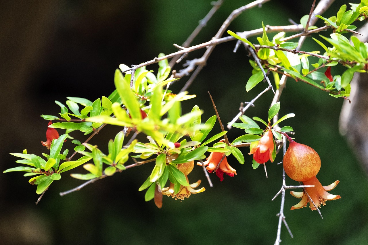 Planta Granada Fruta - Foto gratis en Pixabay - Pixabay
