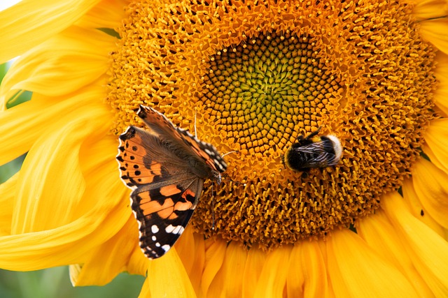 Sunflower Summer Butterfly - Free photo on Pixabay - Pixabay