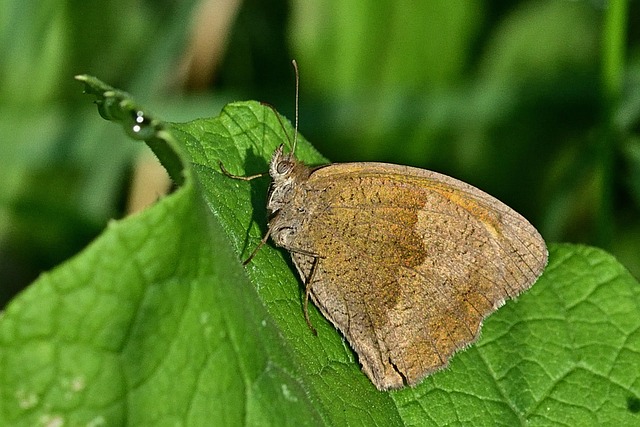 Butterfly Butterflies Close Up To - Free photo on Pixabay - Pixabay