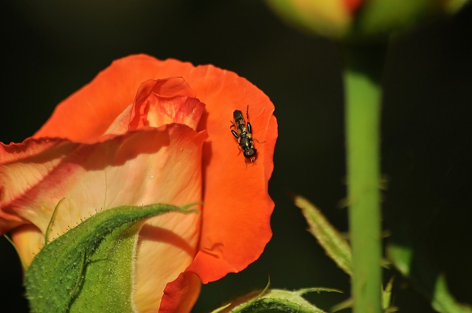 Rose Insect Bug Petal - Free photo on Pixabay - Pixabay