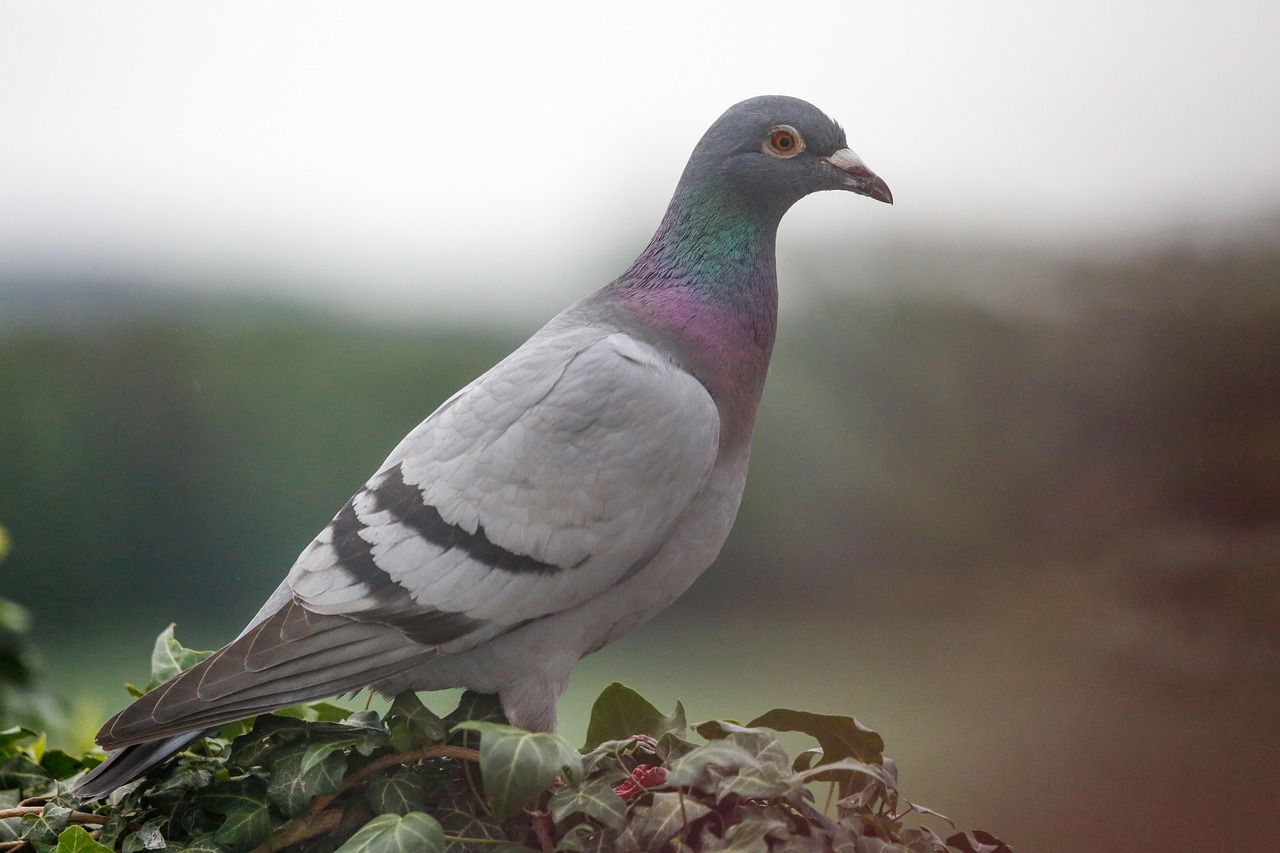 Mais de 60 imagens grátis de Pombo-Correio e Pássaro - Pixabay
