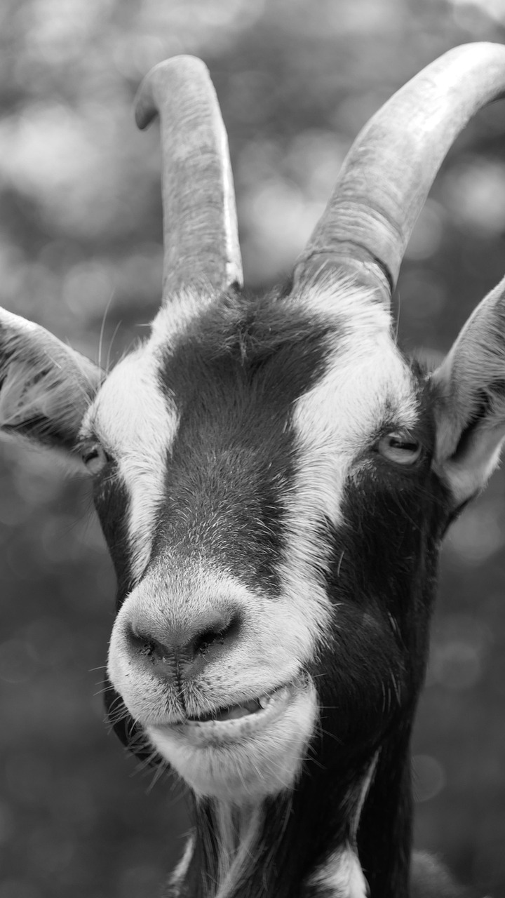 Goat Mountains Basel - Free photo on Pixabay