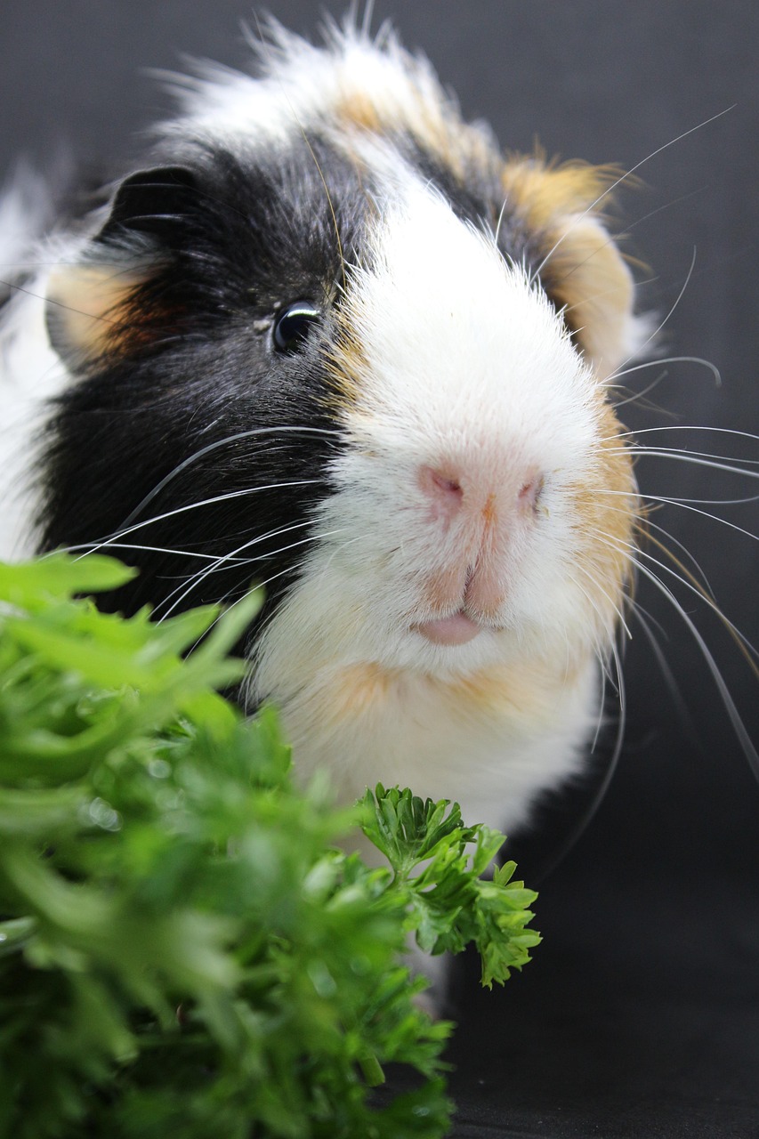 Cochon D'Inde Mignonne Animal - Photo gratuite sur Pixabay