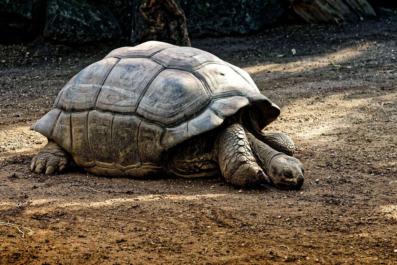 3,000+ Free Tortoise & Turtle Photos - Pixabay