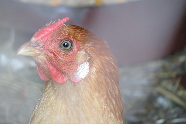 Poule Poulet Campagne - Photo gratuite sur Pixabay - Pixabay