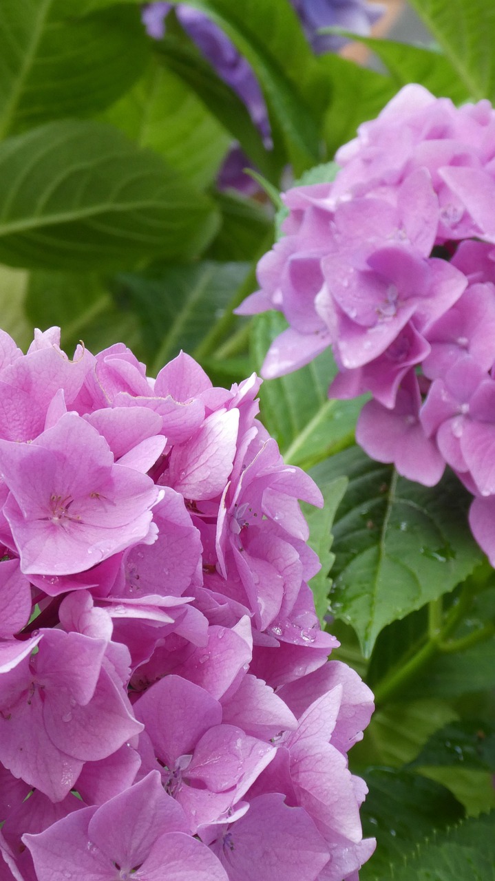 Hydrangea Merapatkan Ungu Halus - Foto gratis di Pixabay - Pixabay