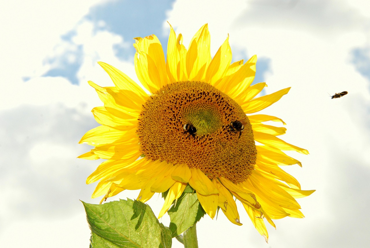 Sunflower Bee Sky - Free photo on Pixabay - Pixabay