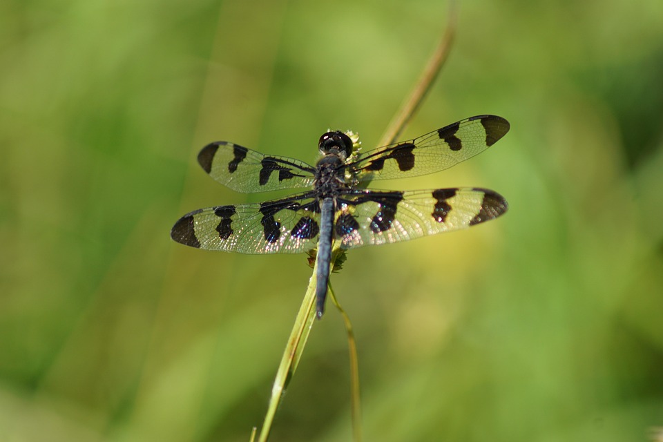 Nature Dragonfly Insect - Free photo on Pixabay
