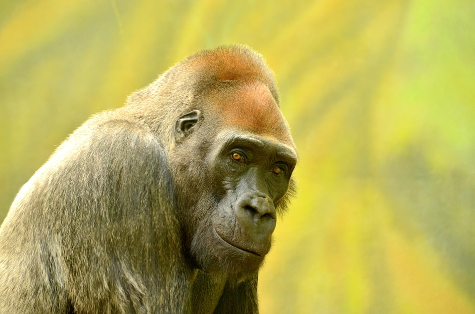 Adult Animal Ape - Free photo on Pixabay - Pixabay
