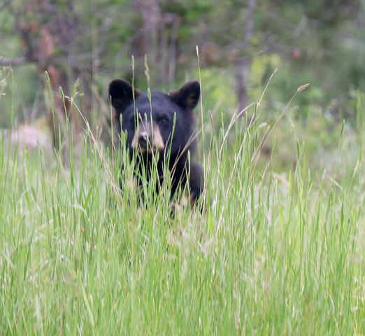 100+ Free Bear Cub & Bear Photos - Pixabay