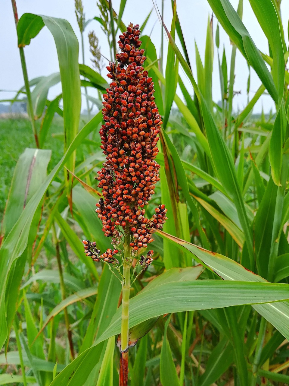 Animal Feed Seeds Free Photo On Pixabay Pixabay
