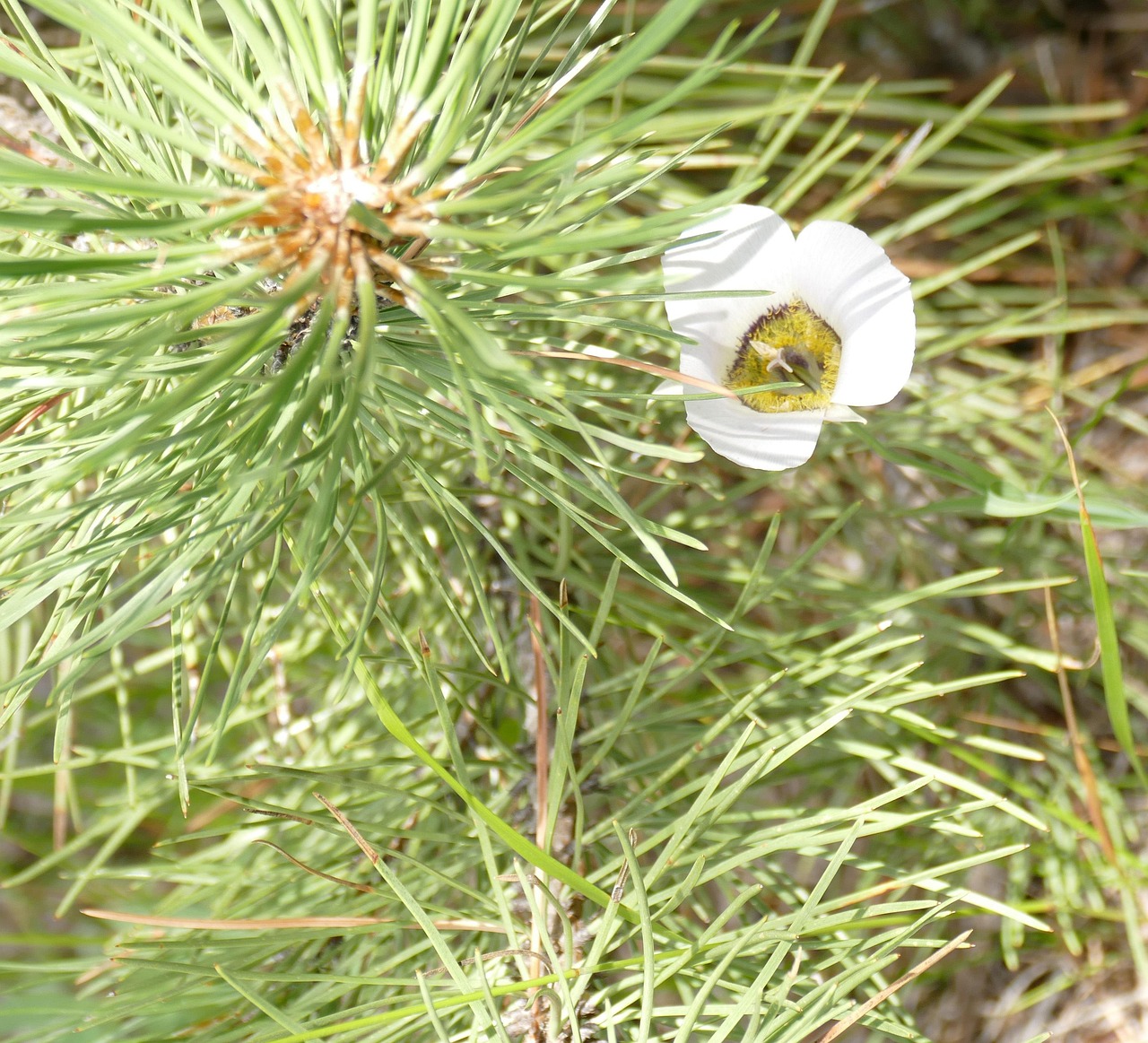 Sego Lily With Pine Sapling - Free photo on Pixabay - Pixabay