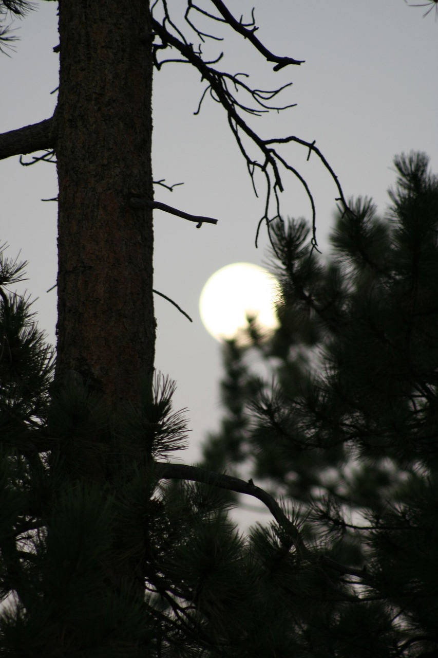 Full Moon Creepy - Free photo on Pixabay - Pixabay