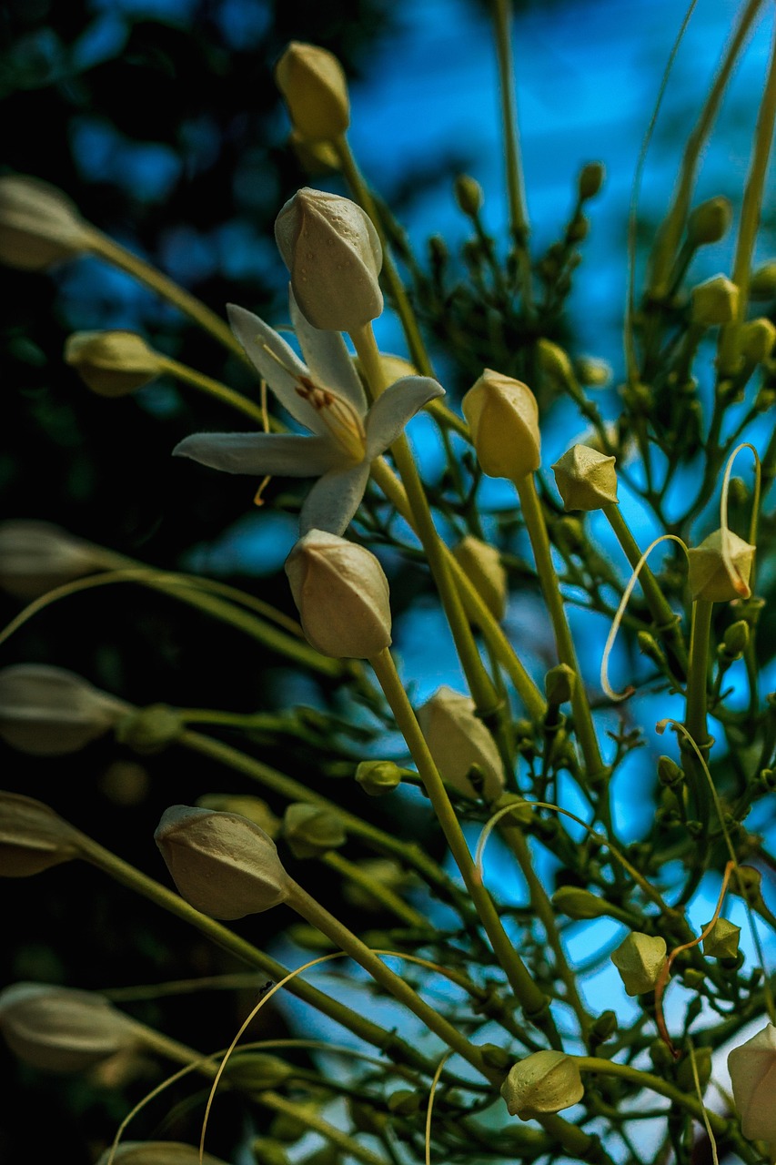 Flower Green Nature - Free photo on Pixabay