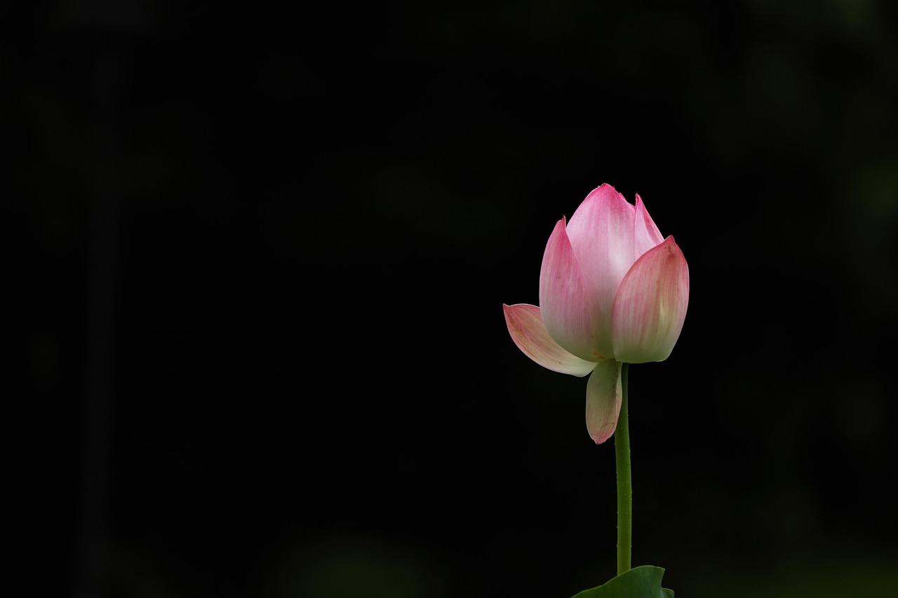 40,000+ Free Lotus Desktop Wallpaper & Hd Wallpaper Images - Pixabay