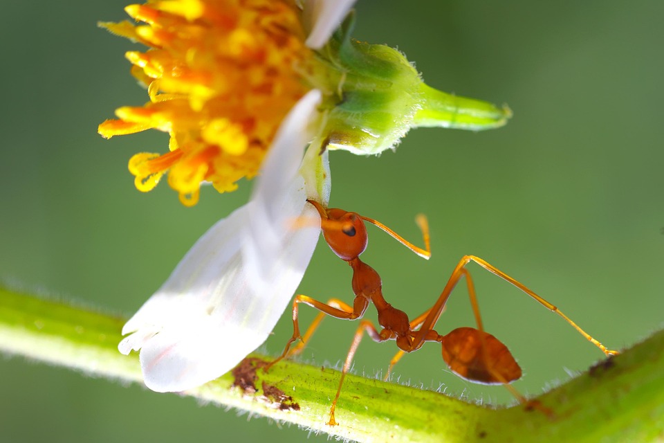 Insect The Yellow Ant - Free photo on Pixabay - Pixabay