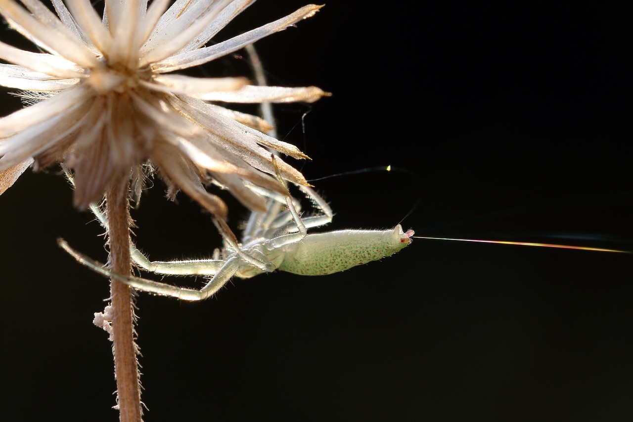 Inseto Aranha De Teia - Foto gratuita no Pixabay - Pixabay