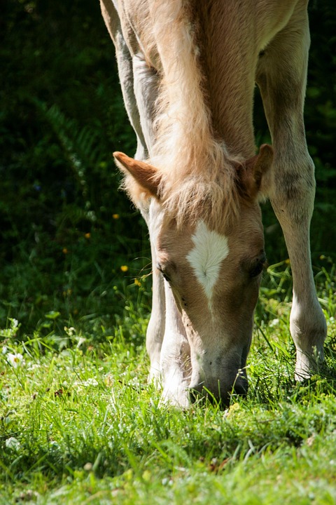 Fohlen Pferd Grasen - Kostenloses Foto auf Pixabay