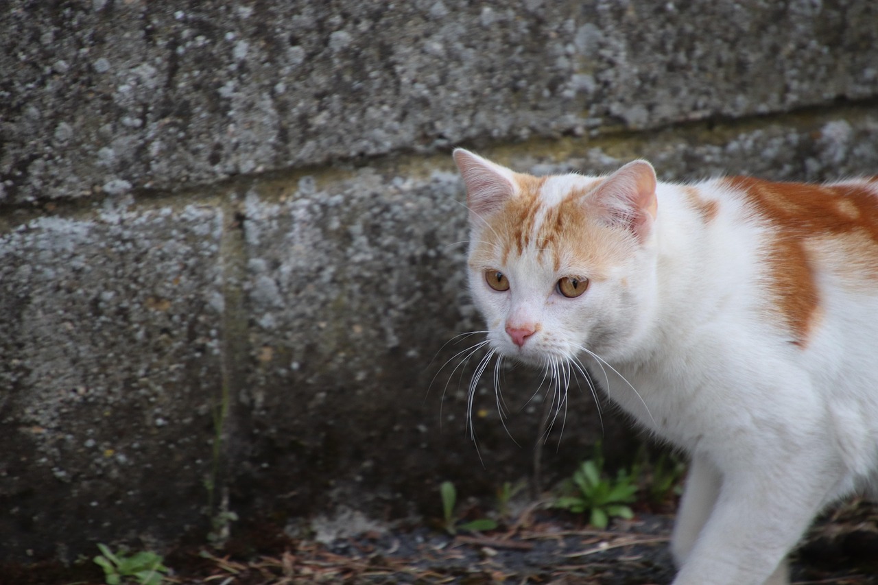 Plus de 100 images de Chats Roux et de Chat - Pixabay