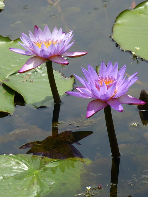 Más de 10 imágenes gratis de Victoria Regia y Naturaleza - Pixabay