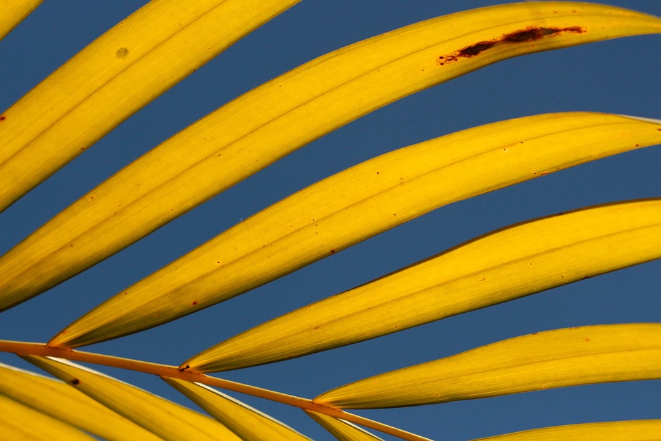 Leaf The Palm-Leaf Palm Tree - Free photo on Pixabay - Pixabay