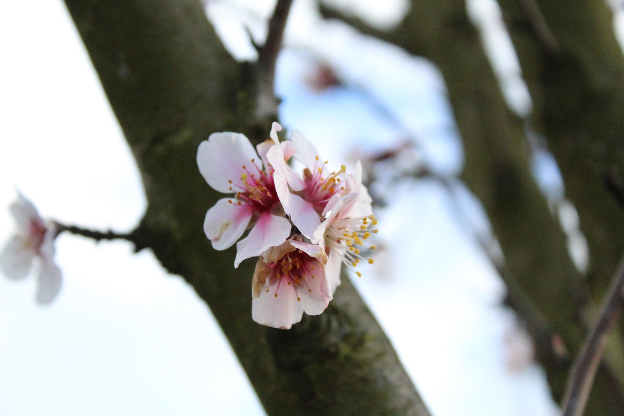 Flor De Almendro - Foto gratis en Pixabay - Pixabay