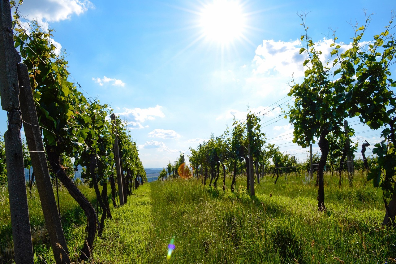 Vignoble Vin Ciel - Photo gratuite sur Pixabay - Pixabay