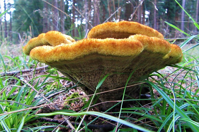 Cogumelo Floresta Natureza - Foto gratuita no Pixabay