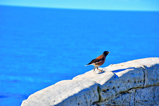 Confident Bird Fearless - Free photo on Pixabay