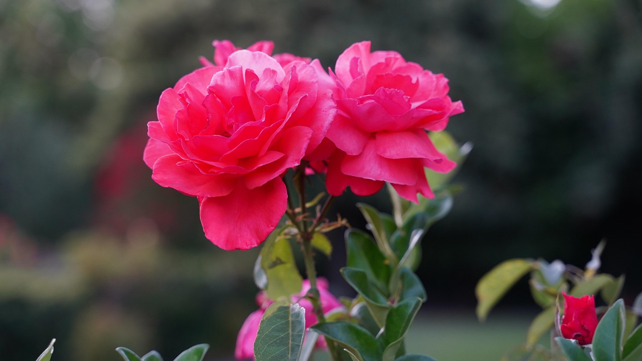 Rosas Flores Jardim - Foto gratuita no Pixabay - Pixabay