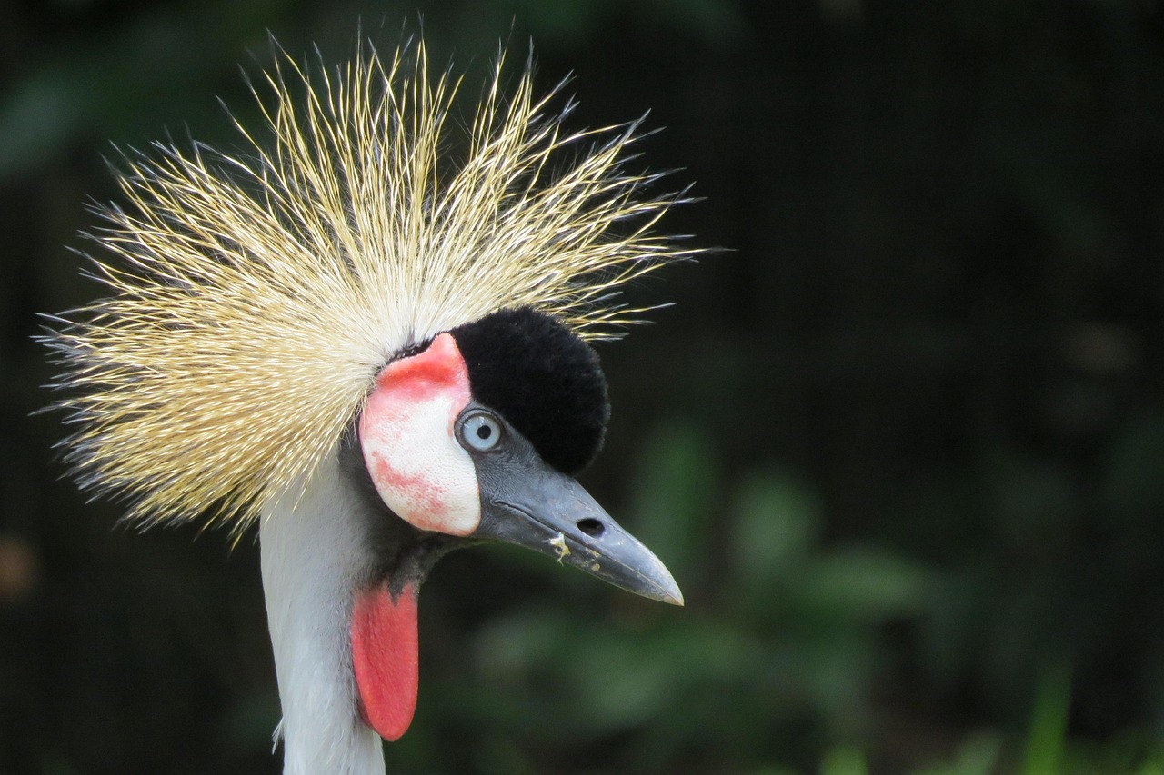 Grey Crowned Crane Bird Animal - Free photo on Pixabay - Pixabay
