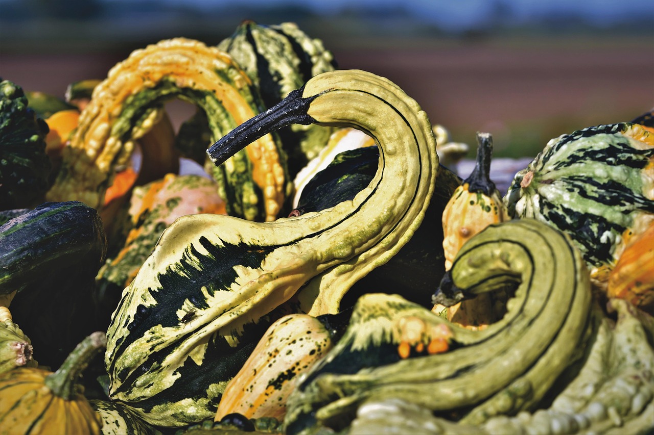 Calabaza Fruta Otoño Planta De - Foto gratis en Pixabay - Pixabay
