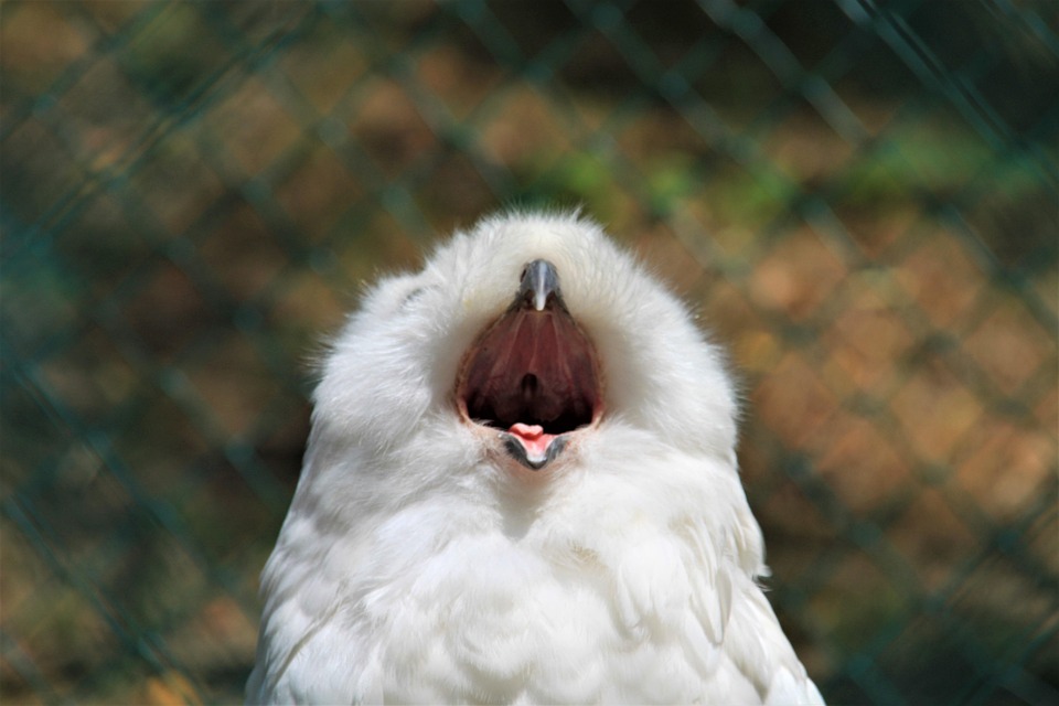 Owl Weary Yawning - Free photo on Pixabay - Pixabay